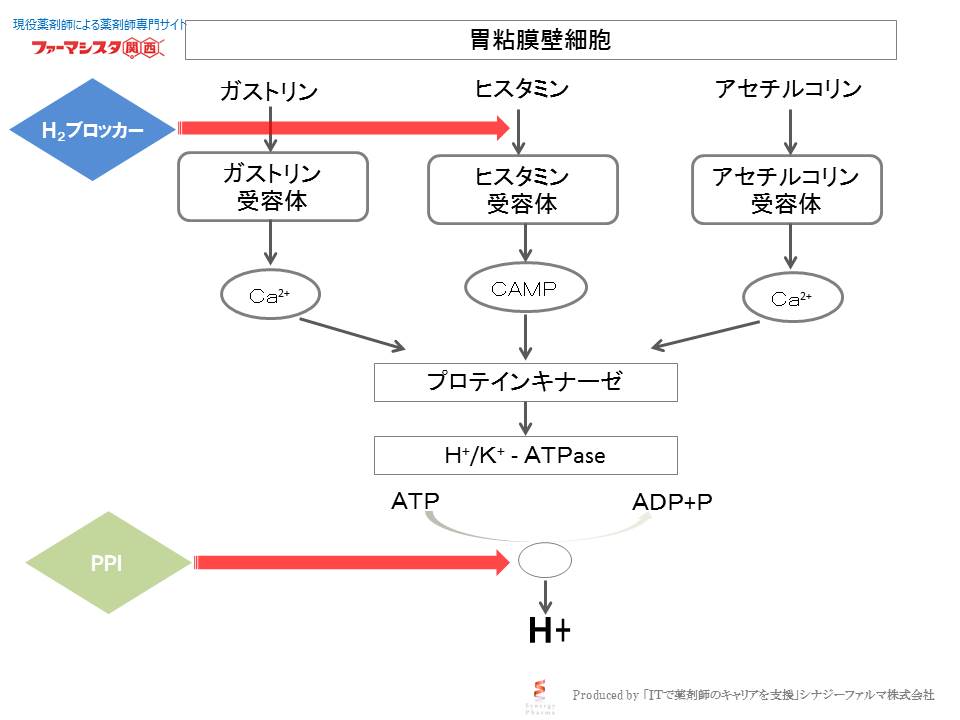 PPIとH2ブロッカーの作用機序の比較・違い【ファーマシスタ】薬剤師専門サイト